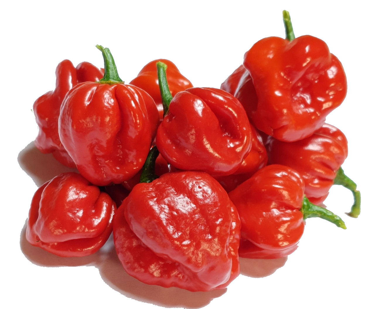 Sunrise Scorpion Chilli Seeds | Chillies on the Web
