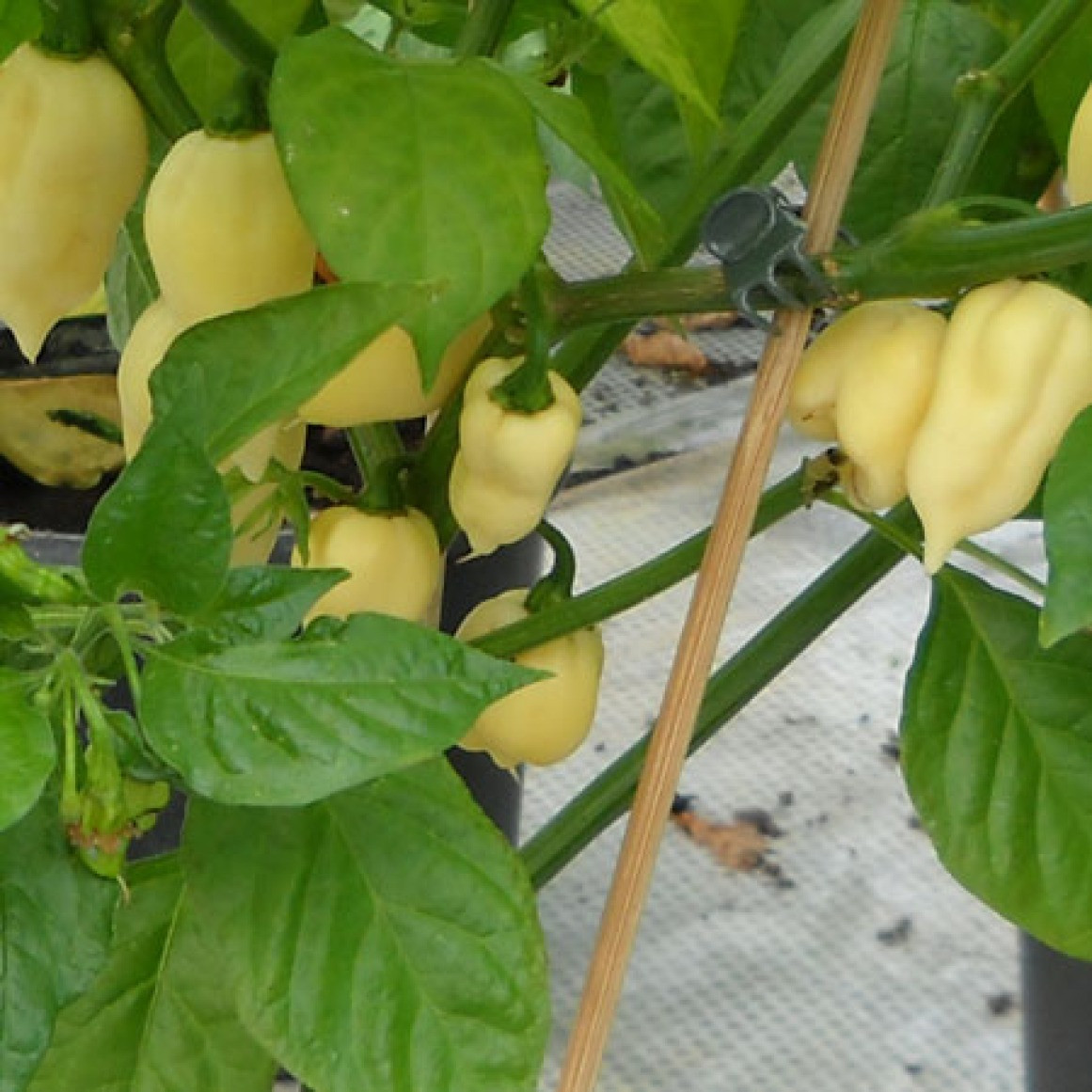 Fatalii White Chilli Seeds | Chillies on the Web