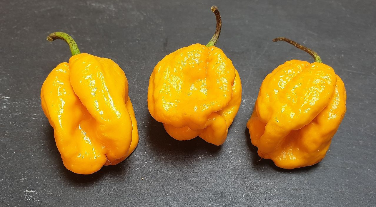 Congo Yellow Chilli Seeds by CHILLIESontheWEB