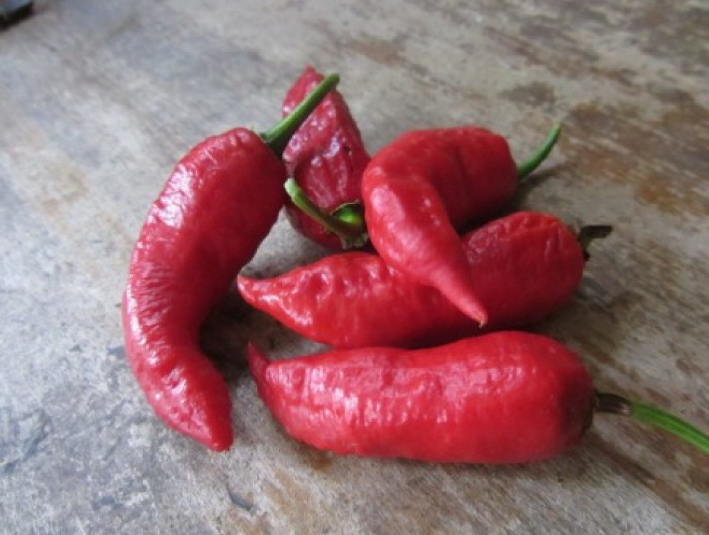 Naga Bhut Jolokia Chilli | Chillies on the Web