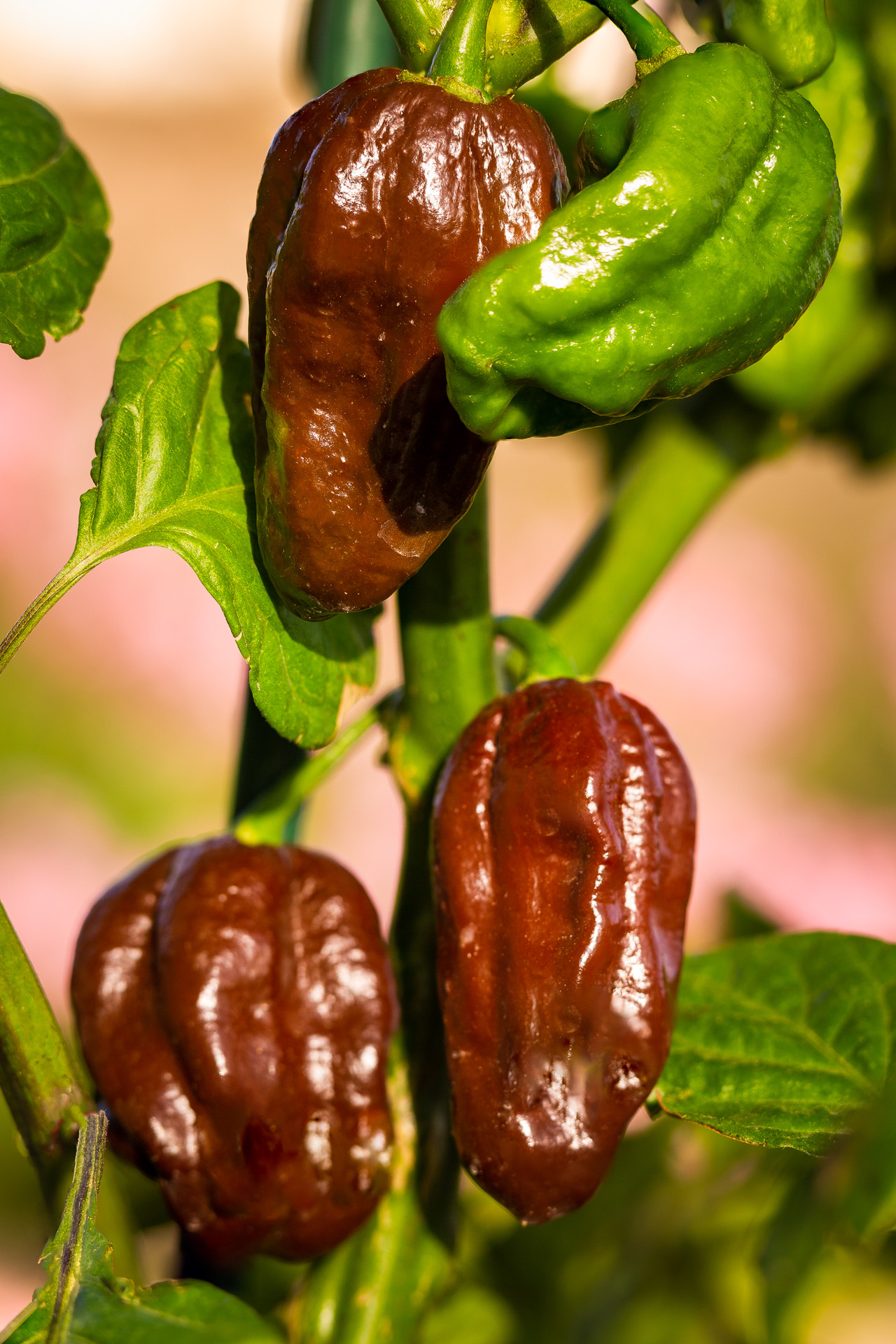 Habanero Chocolate Chilli Seeds | Chillies on the Web