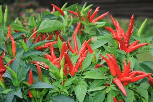 Thai Super F1 Chilli Seeds by CHILLIESontheWEB