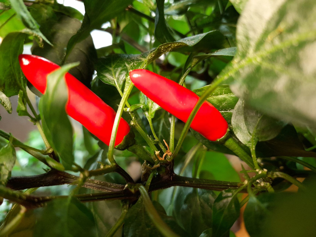 Indian Chilli Bullet Chilli Seeds By CHILLIESontheWEB