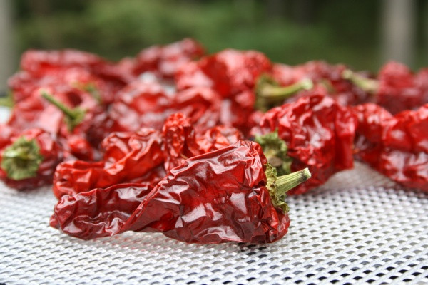 Chimayo Chilli Seeds | Chillies on the Web