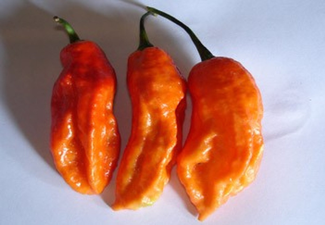 Naga Orange Chilli Seeds | Chillies on the Web