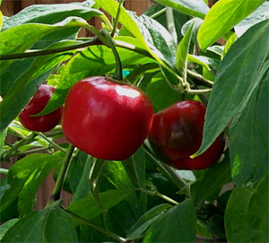Rocoto Giant Mexican - 10 Chilli Seeds - SPICESontheWEB