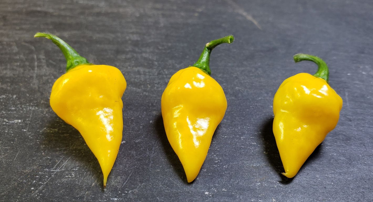 Citron Chilli Seeds by CHILLIESontheWEB