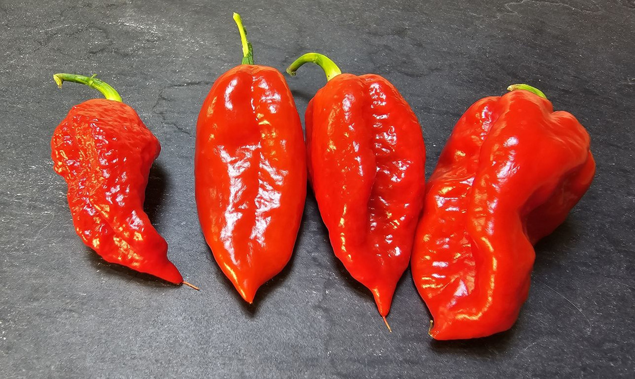 Naga Burmese Chilli Seeds by CHILLIESontheWEB
