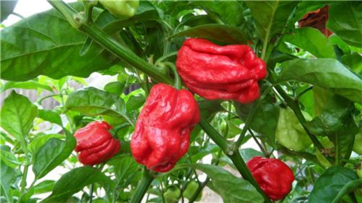 7 Pot Gigantic Sr Congo Chilli Seeds | Chillies on the Web