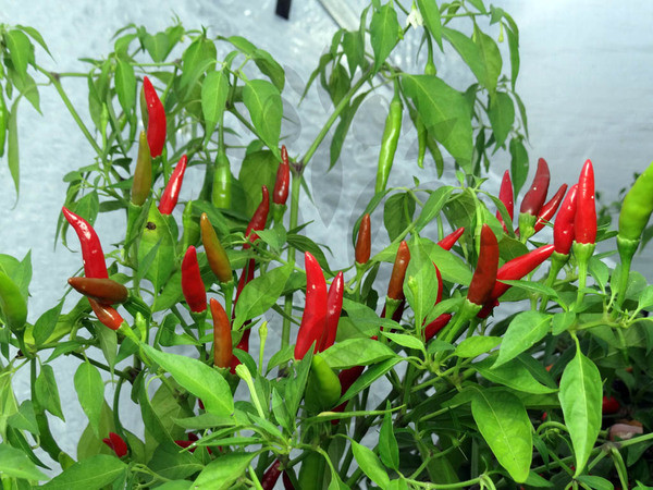 Takanotsume Chilli Seeds | Chillies on the Web