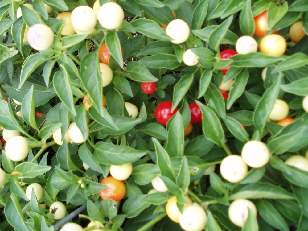 Holiday Cheer Chilli Seeds | Chillies on the Web