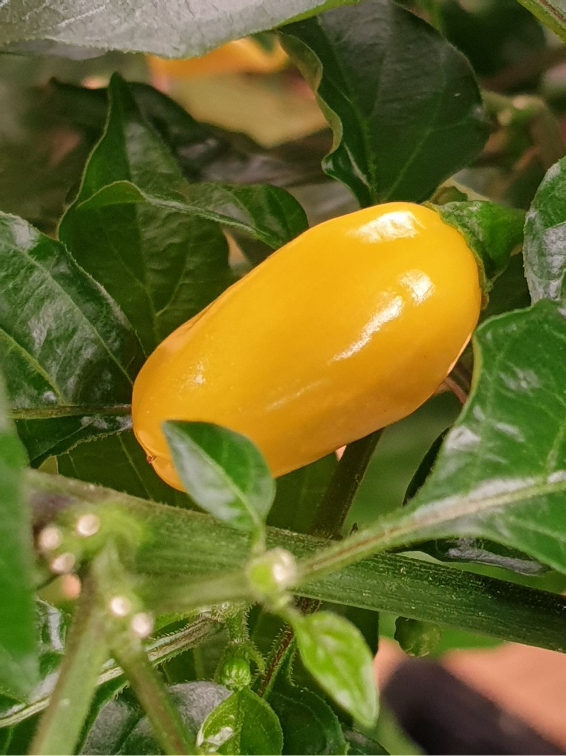 Habanero Peruvian Yellow Chilli Seeds by CHILLIESontheWEB