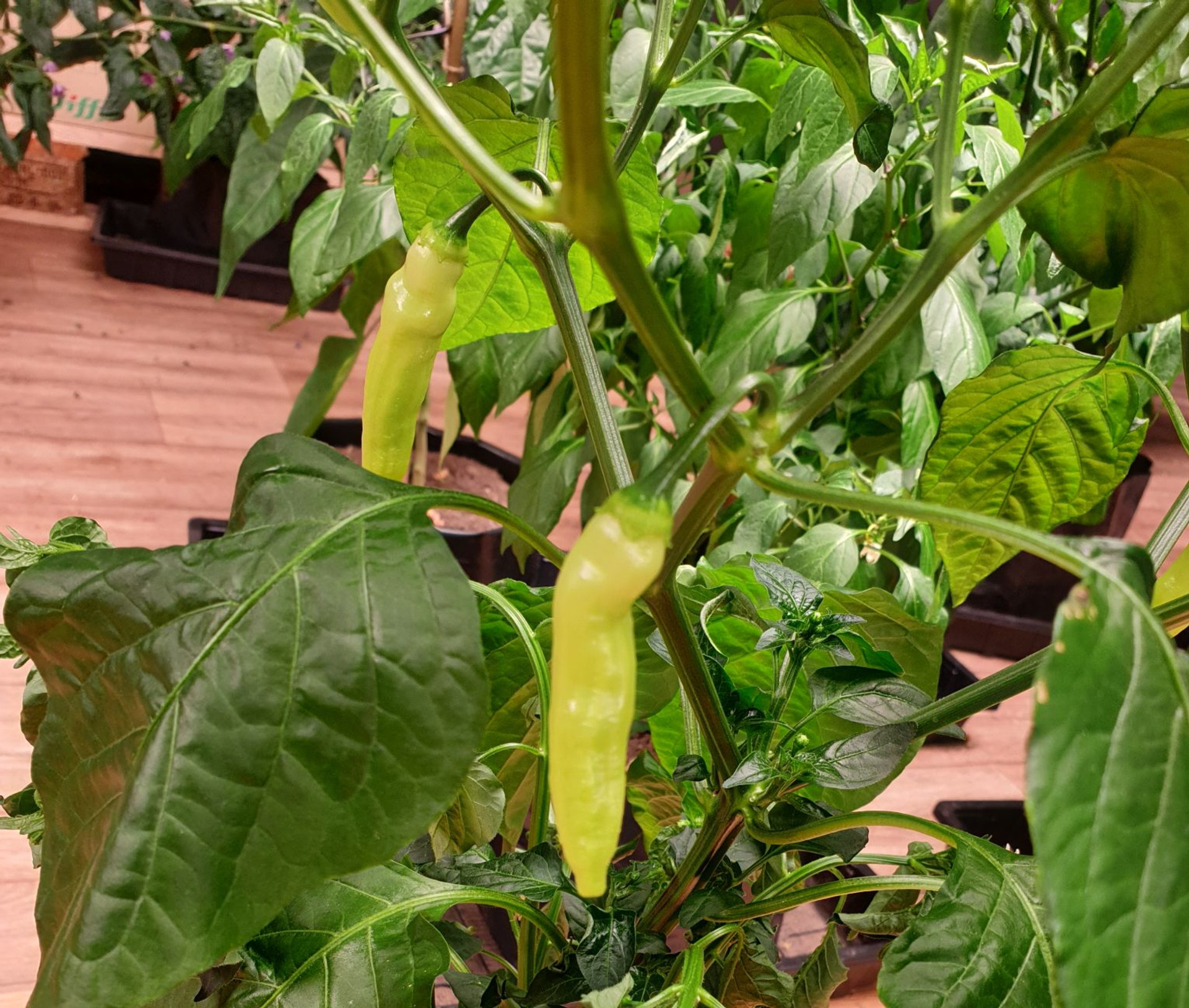 Golden Crystal Chilli Seeds By CHILLIESontheWEB golden-crystal-chilli-seeds-by-chilliesontheweb