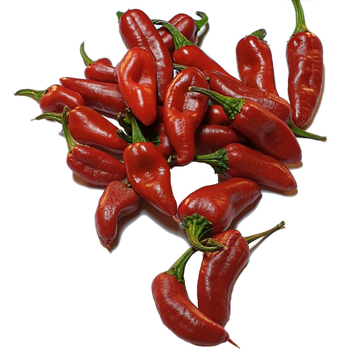Jemez Pueblo Chilli Seeds By CHILLIESontheWEB