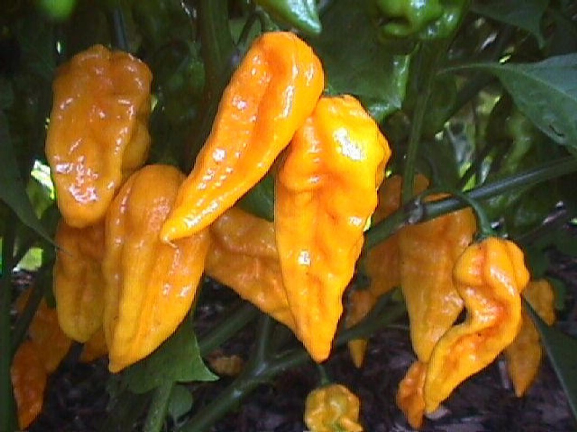 Devils Tongue Yellow Chilli Seeds | Chillies on the Web