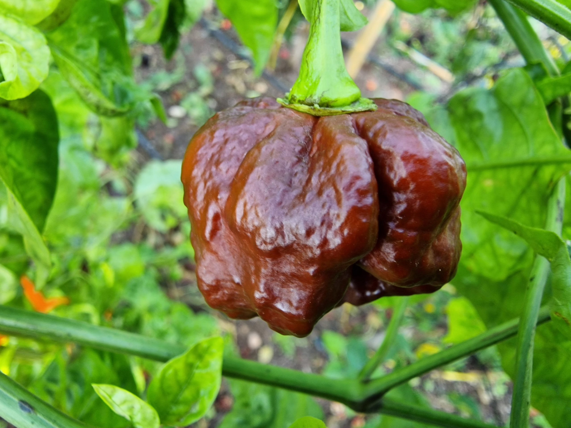 Moruga Scorpion Chocolate Chilli Seeds by CHILLIESontheWEB