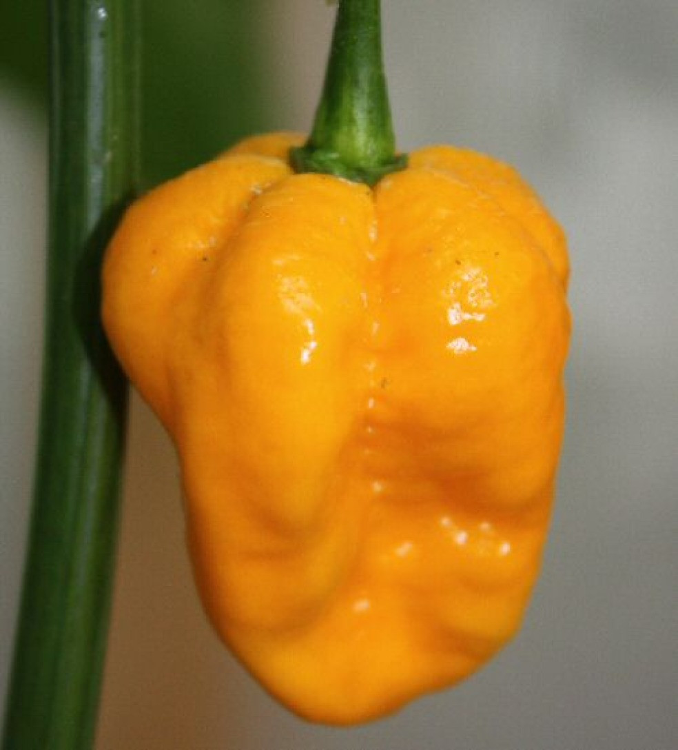 7 Pot/7 Pod Yellow Chilli Seeds | Chillies on the Web