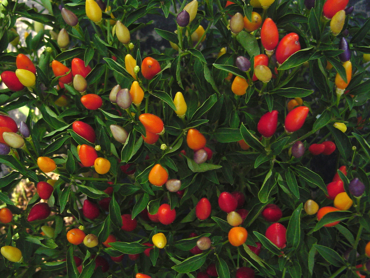 Numex Centennial Chilli Seeds | Chillies on the Web