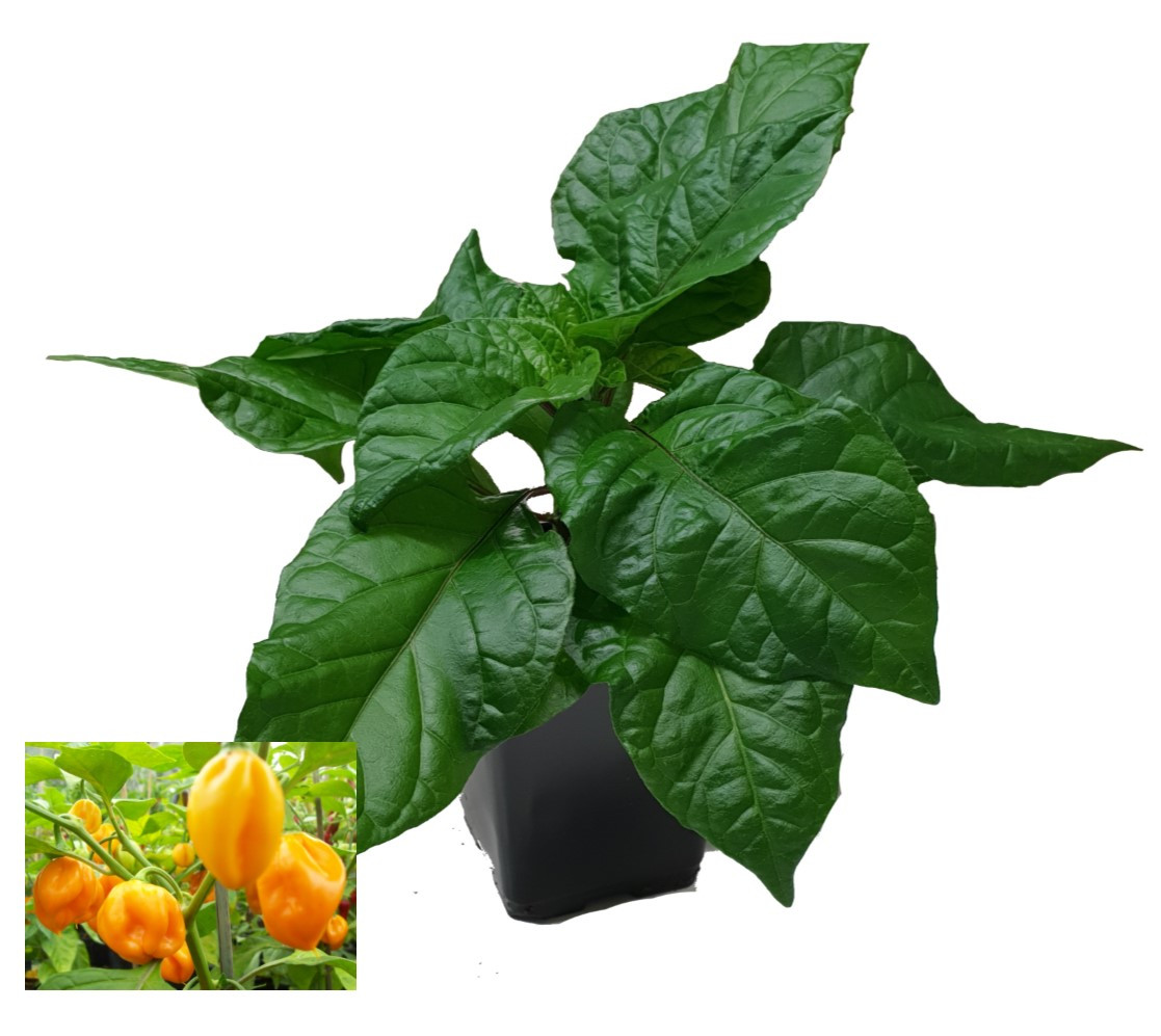 Scotch Bonnet Yellow 9cm Chilli Plant by CHILLIESontheWEB