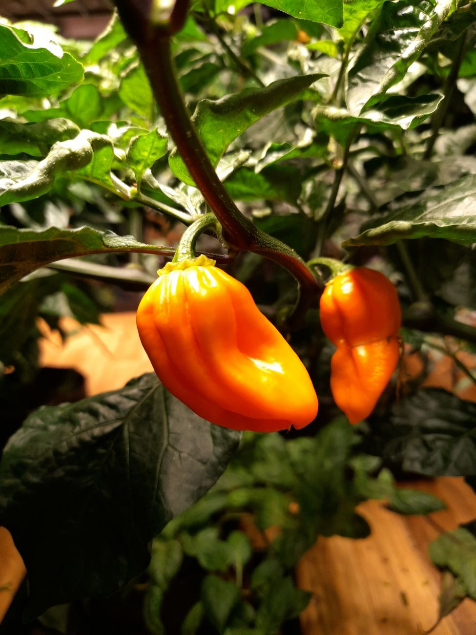 Hainan Yellow Lantern Chilli Seeds By CHILLIESontheWEB