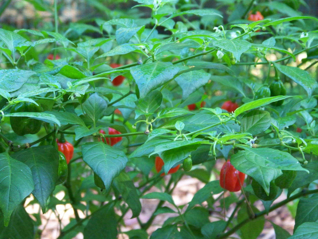 Aji Dulce Chilli Seeds | Chillies on the Web