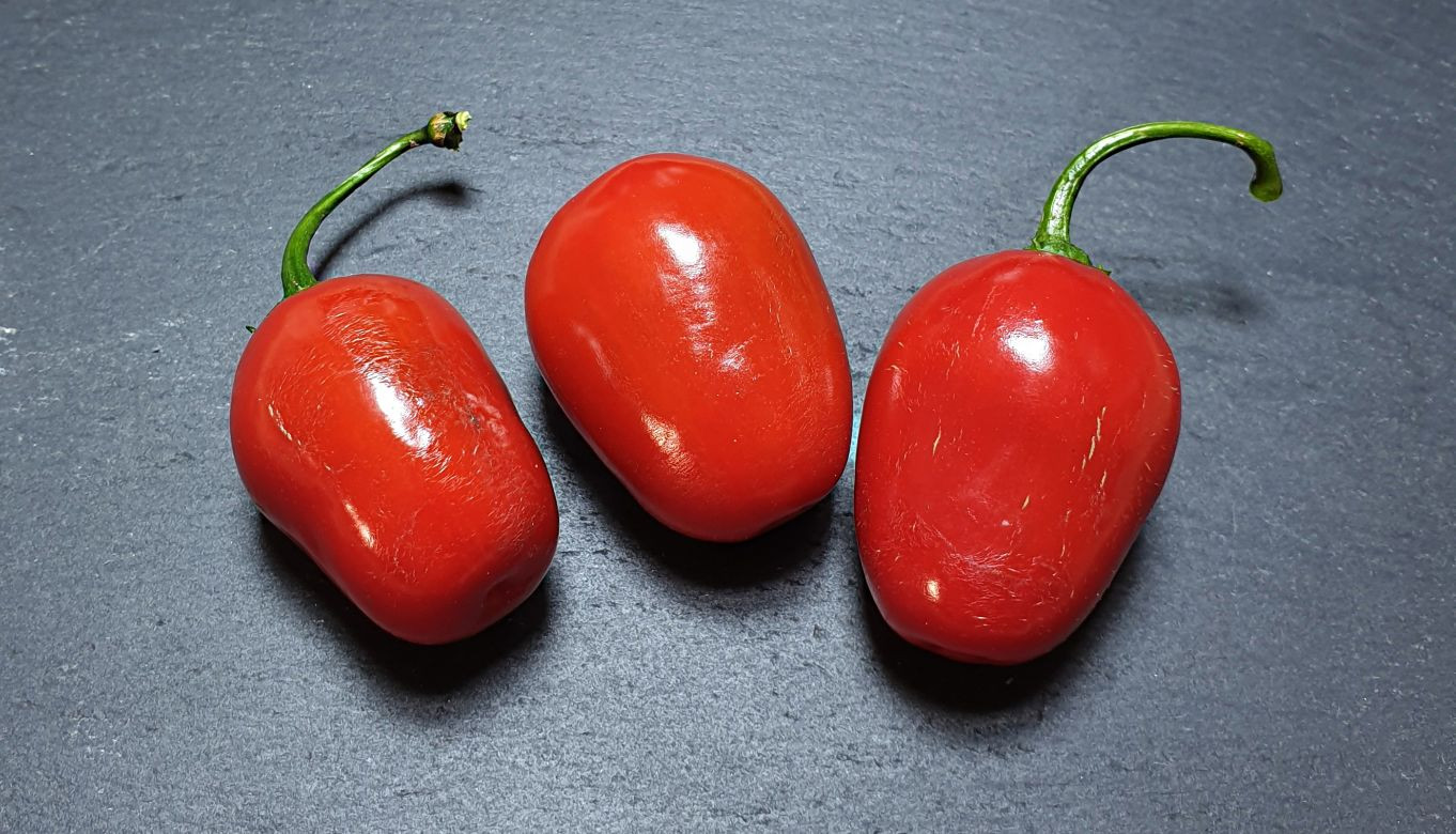 Rocoto Montufar PI 585273 Chilli Seeds By CHILLIESontheWEB