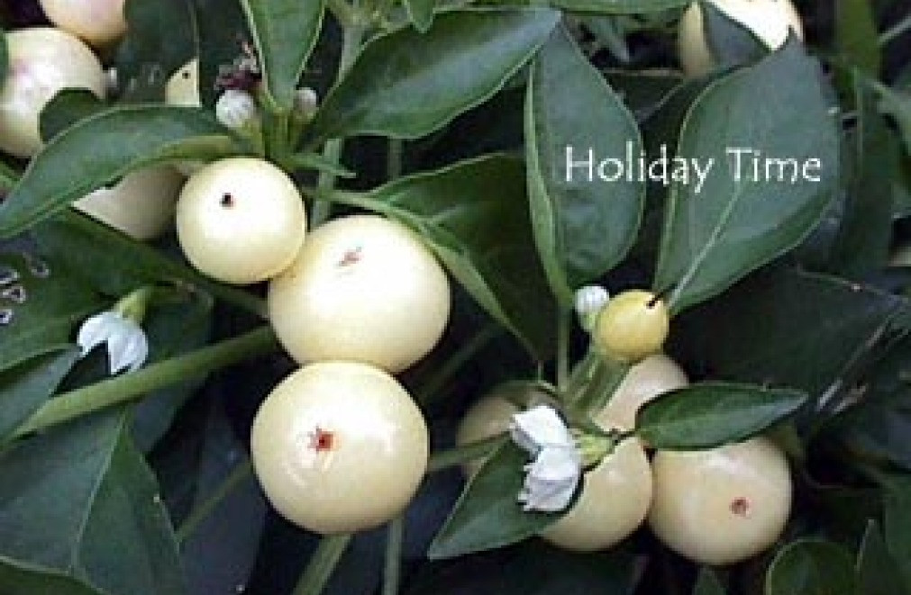 Holiday Cheer Chilli Seeds | Chillies on the Web