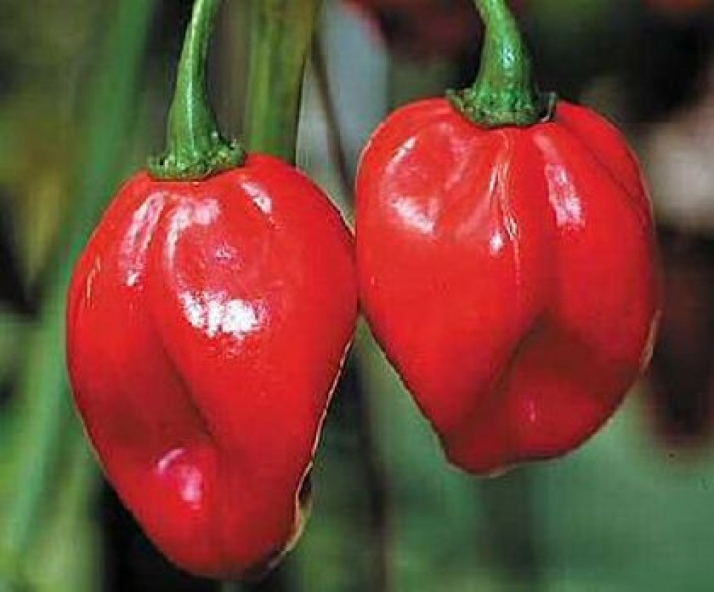 Naga Monster Chilli Seeds | Chillies on the Web