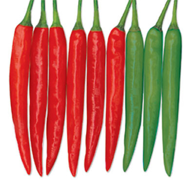 Korean Cayenne Chilli by CHILLIESontheWEB