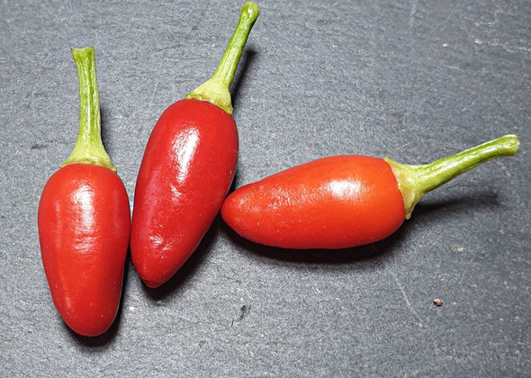 Krishna Jolokia Chilli Seeds | Chillies on the Web