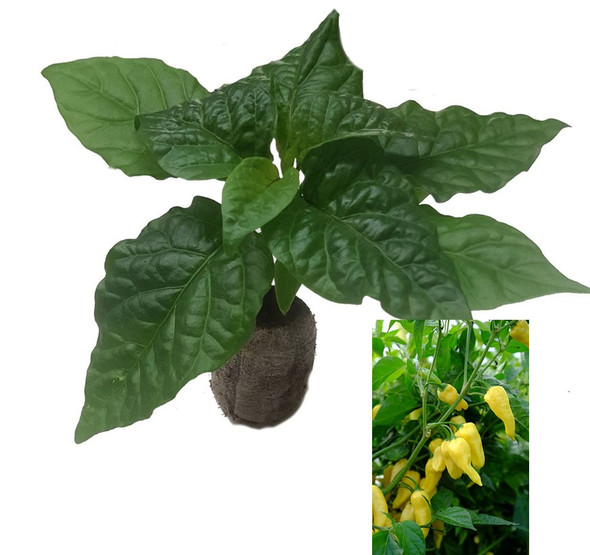 Chillies on the Web Chilli Products