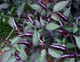 Zimbabwe Black (Birdseye) Chilli Seeds | Chillies on the Web