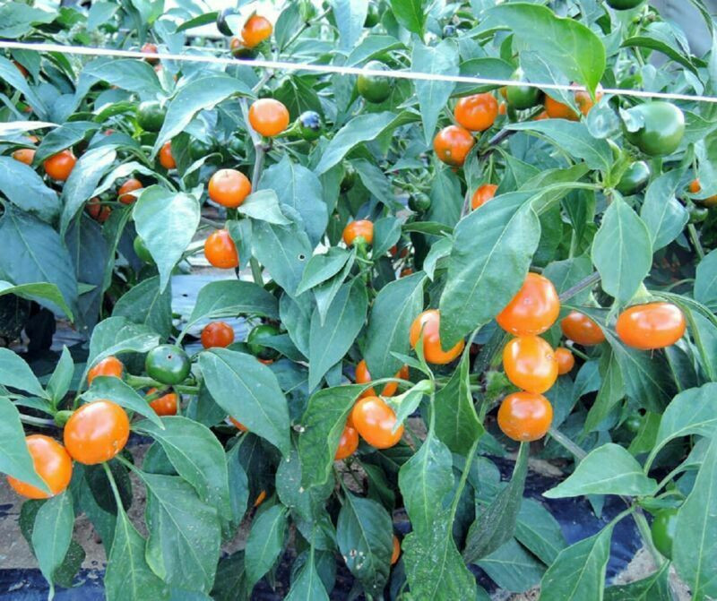 Orange Koral Chilli Seeds | Chillies on the Web