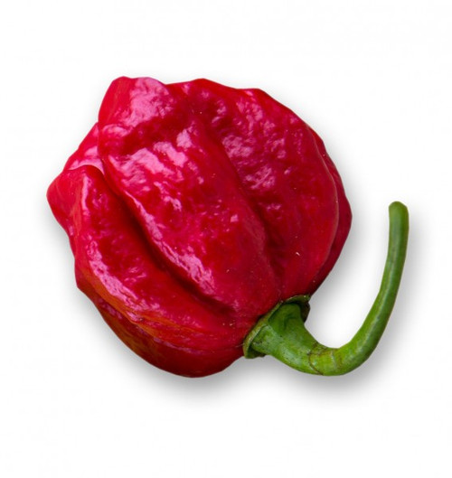 7 Pot Douglah Red Chilli Seeds | Chillies on the Web