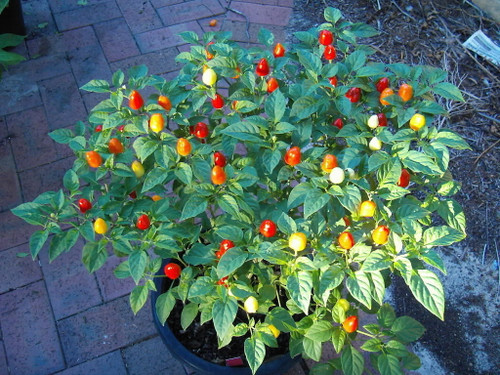 Pequin Firecracker Chilli Seeds by CHILLIESontheWEB