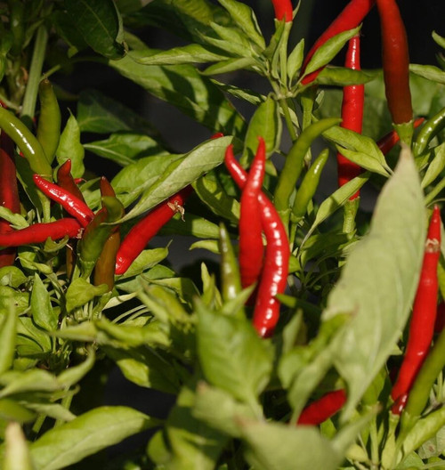 Thai Dragon Chilli Seeds by CHILLIESontheWEB