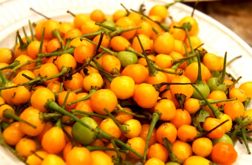 Aji Charapita Chilli Seeds by CHILLIESontheWEB