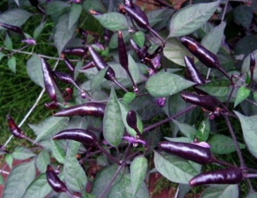 Zimbabwe Black (Birdseye) Chilli Seeds | Chillies on the Web