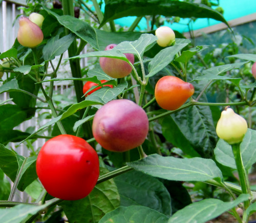 Pimenta Barra Do Ribeiro Chilli Seeds By CHILLIESontheWEB