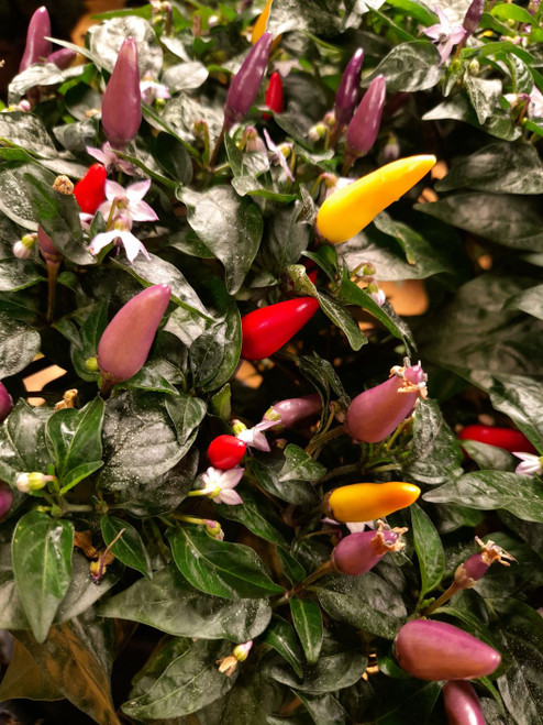 Kanon Pepper F3 Chilli Seeds By CHILLIESontheWEB