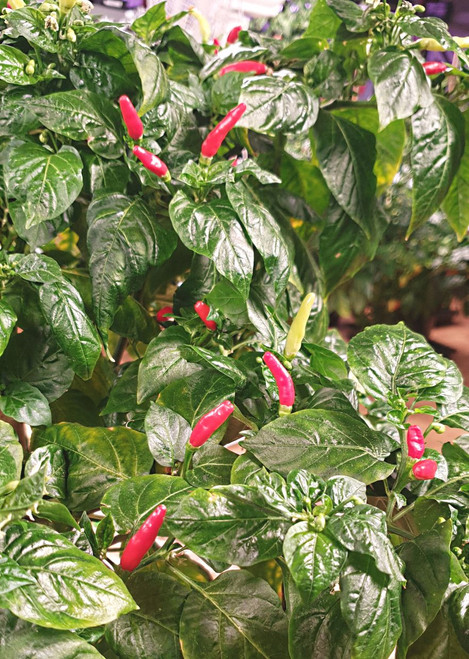Wild Lombok Chilli Seeds By CHILLIESontheWEB