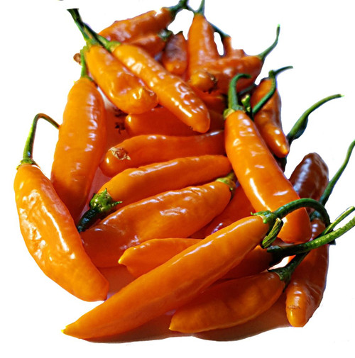 CAP 270 Chilli Seeds by CHILLIESontheWEB