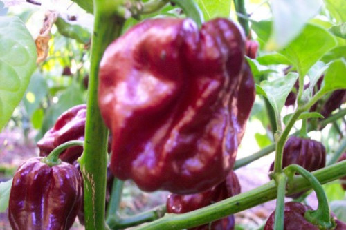 Congo Black Chilli Seeds | Chillies on the Web