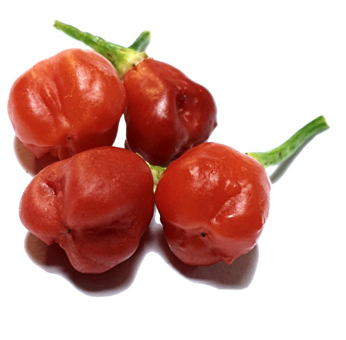 Inca Red Drop Chilli Seeds by CHILLIESontheWEB