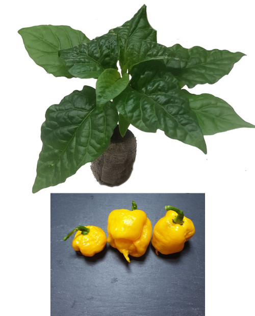 7 Pot Primo Yellow Chilli Seedling Plant by CHILLIESontheWEB