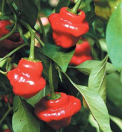 Jamaican Red Chilli Seeds | Chillies on the Web