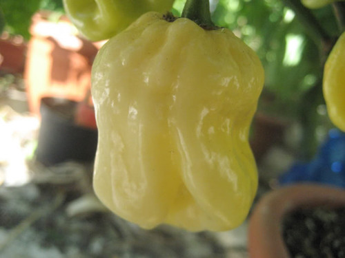 7 Pot / 7 Pod White Chilli Seeds | Chillies on the Web
