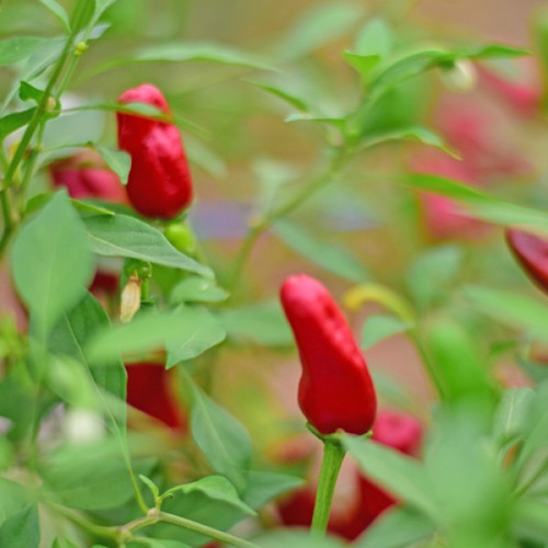 Facing Heaven Chilli Seeds – by CHILLIESontheWEB