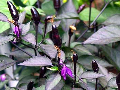 Royal Black Chilli Seeds by CHILLIESontheWEB
