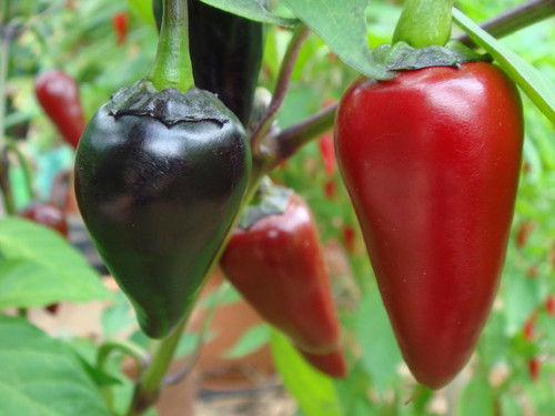 Hungarian Black Chilli Seeds | Chillies on the Web